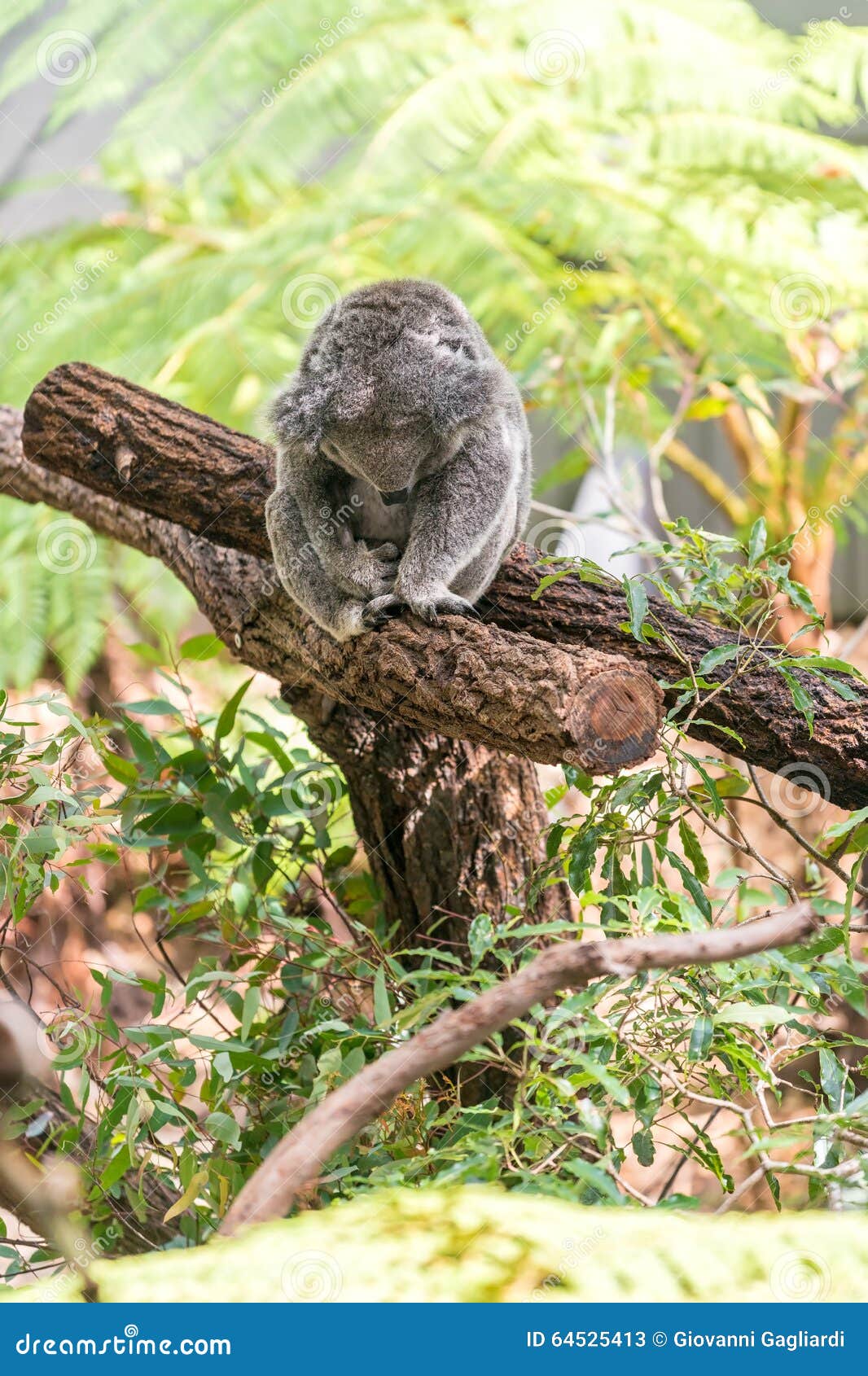 Koala Relaxing on a Park, Australia Stock Image - Image of koala, lone ...