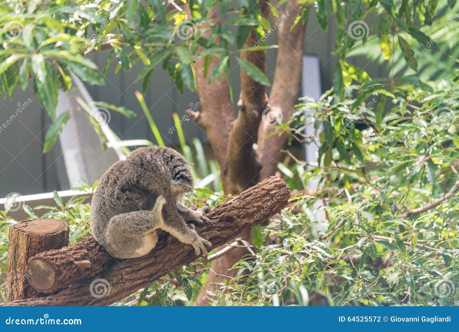 Koala Relaxing on a Park, Australia Stock Photo - Image of park ...