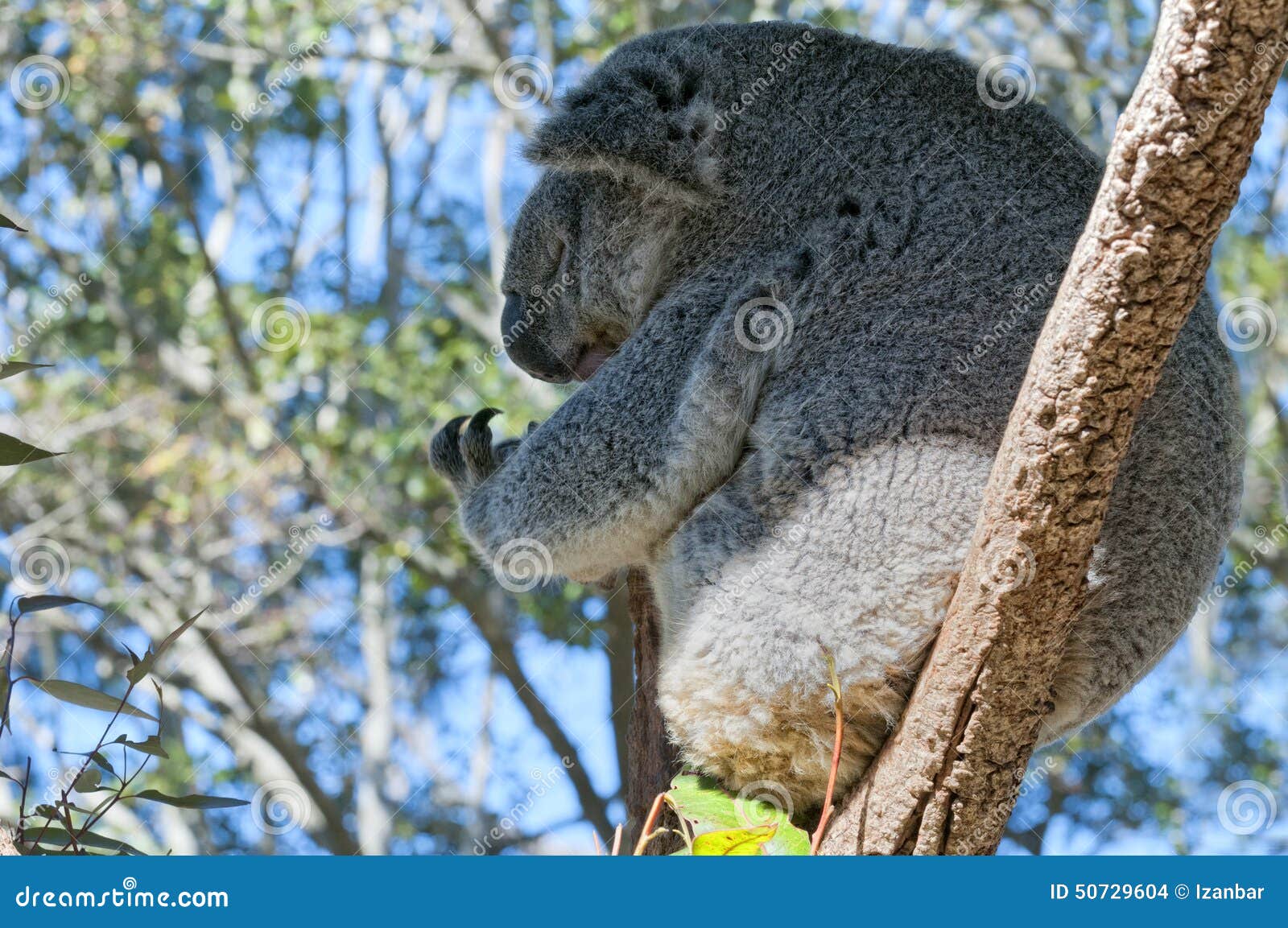 Koala relaxing on a tree stock photo. Image of embracing - 50729604