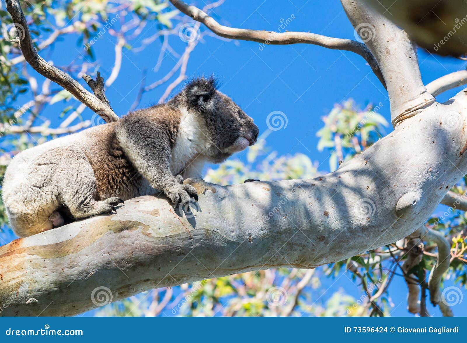 Koala Relaxing on a Tree Branch - Great Otway National Park Stock Photo ...