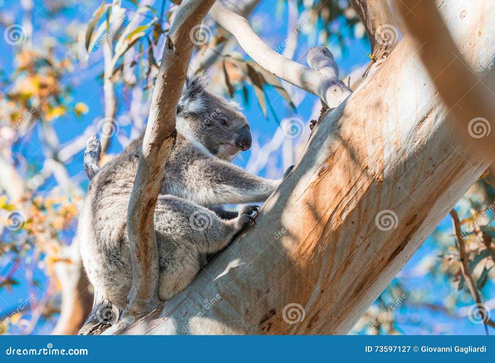 Koala Relaxing on a Tree Branch - Great Otway National Park Stock Image ...