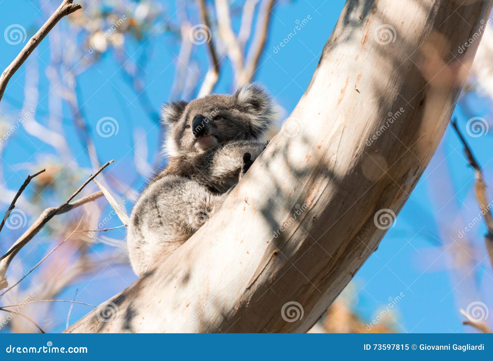 Koala Relaxing on a Tree Branch - Great Otway National Park Stock Image ...