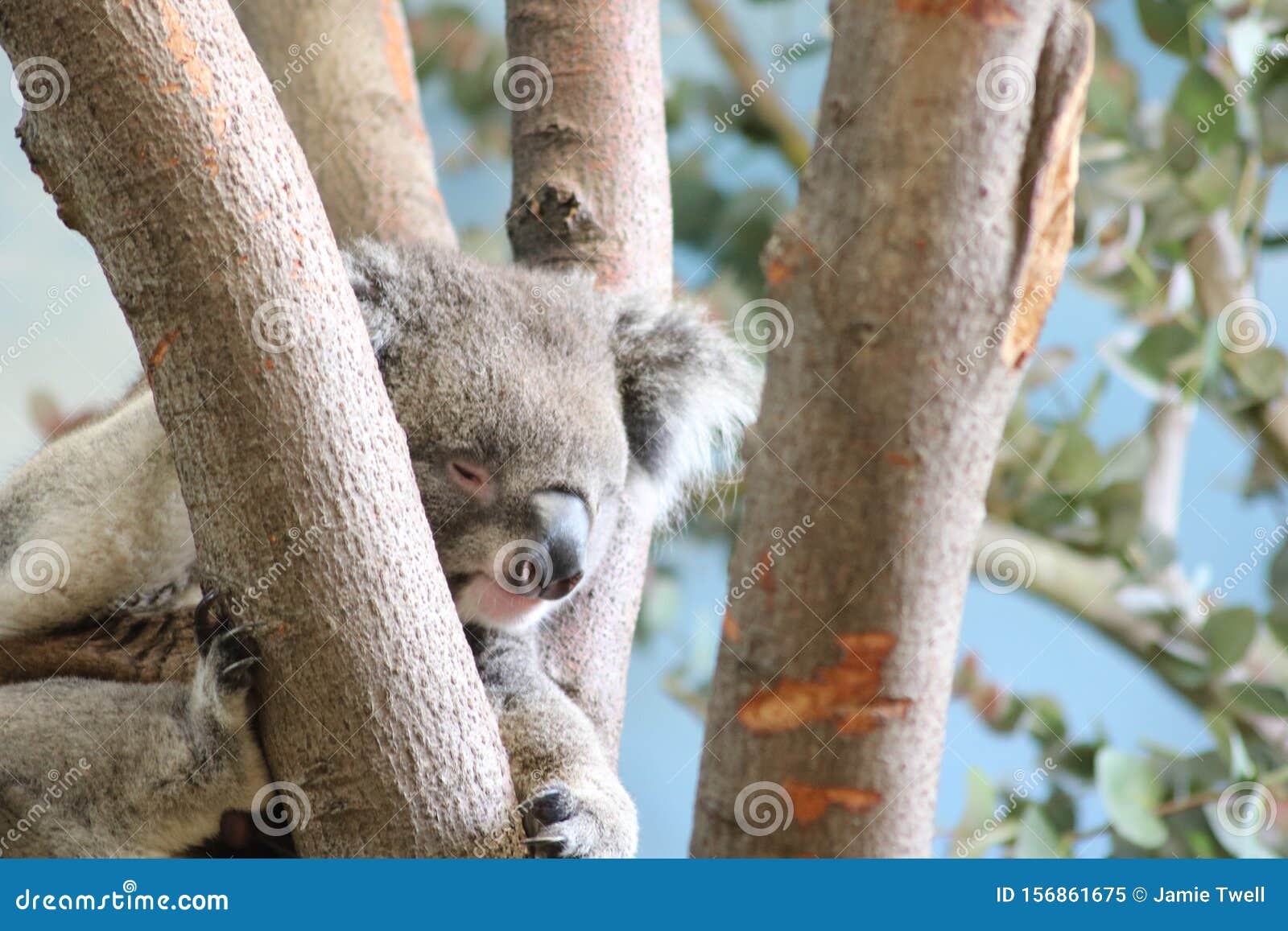 Koala at Rest in Tree Top Home Stock Image - Image of cute, afternoon ...