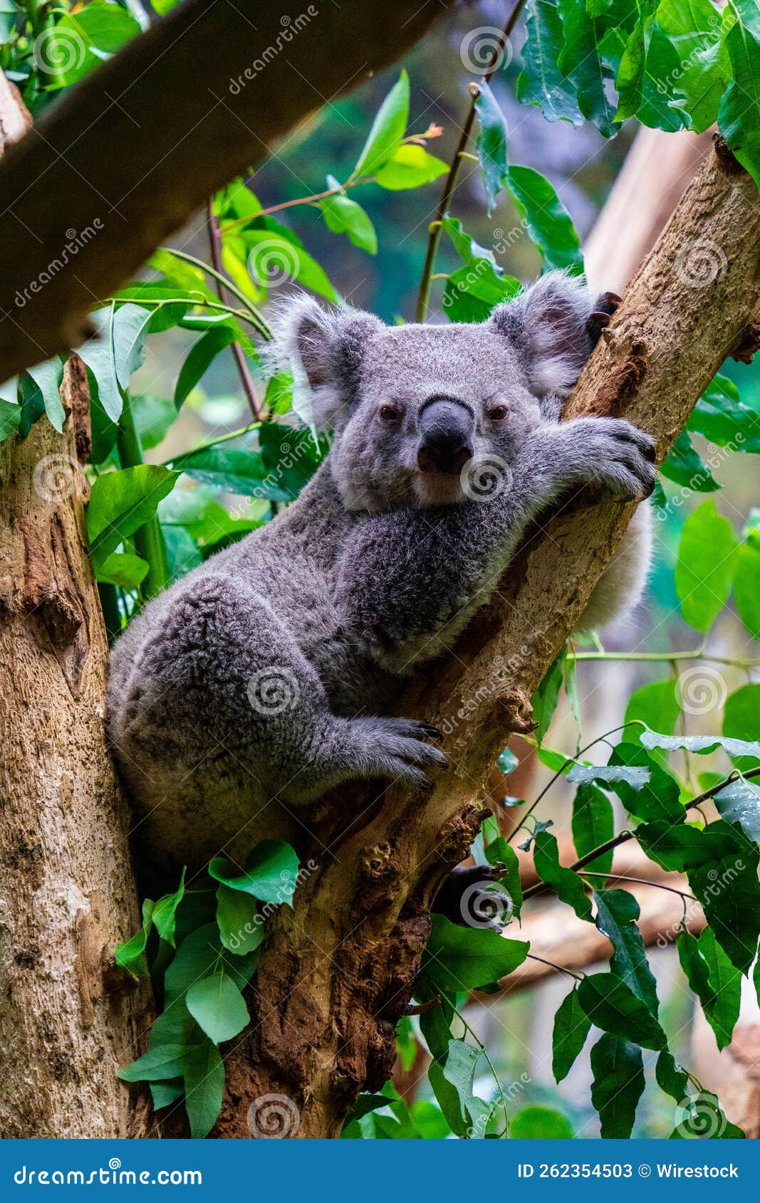 Koala Resting on the Tree Branches in the Zoo Stock Image - Image of ...