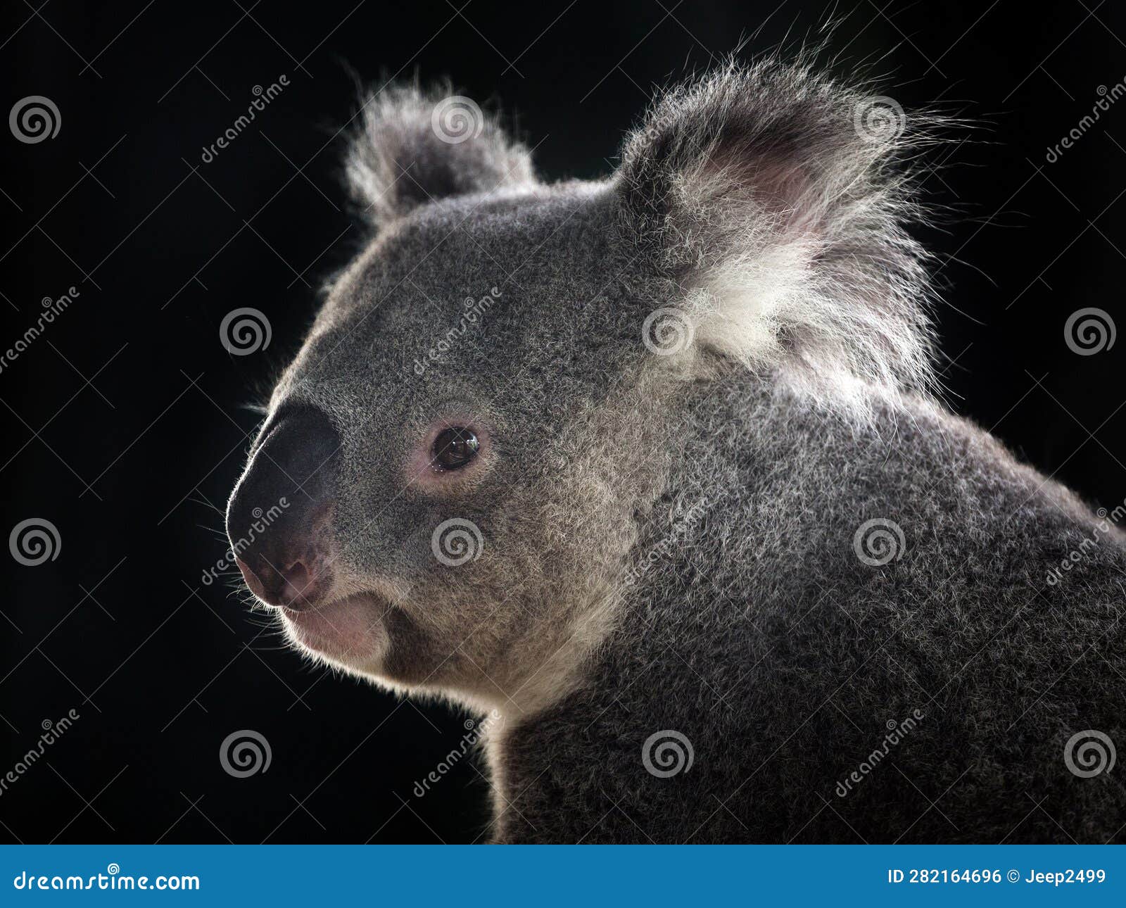 Koala s face. stock photo. Image of wild, furry, koala - 282164696