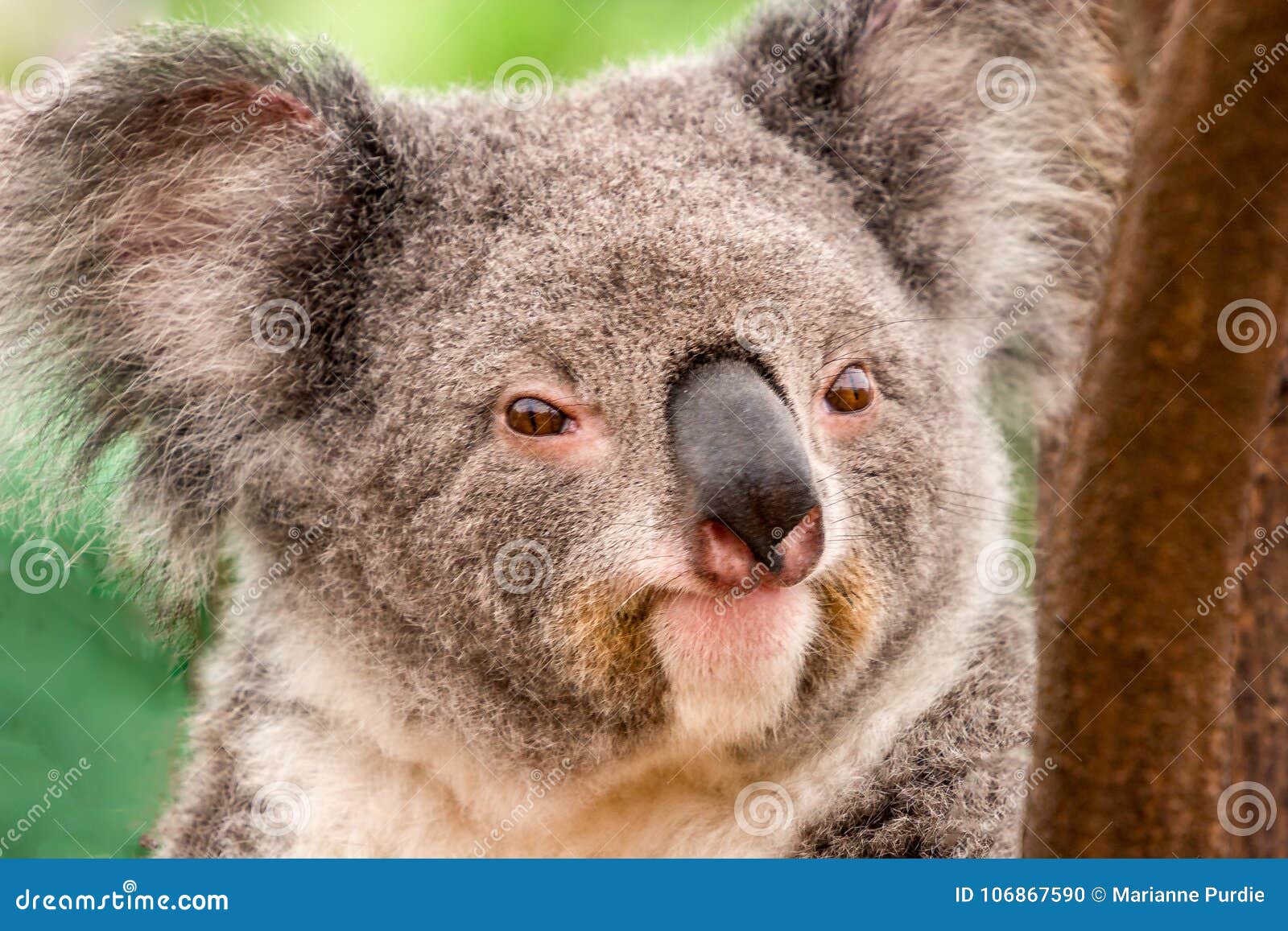 Koala Looking Directly at Camera Stock Photo - Image of native, animal ...