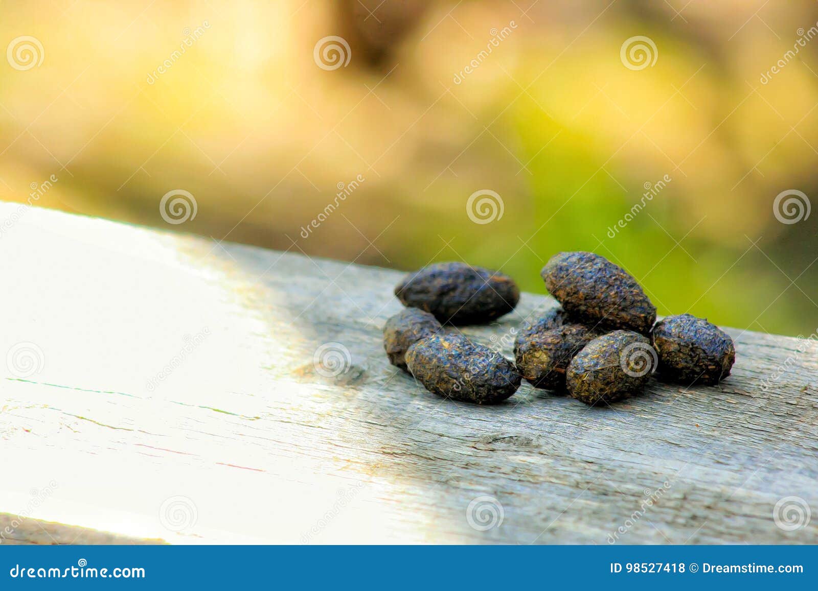 Koala& x27;s poop stock photo. Image of koala, nutrition - 98527418