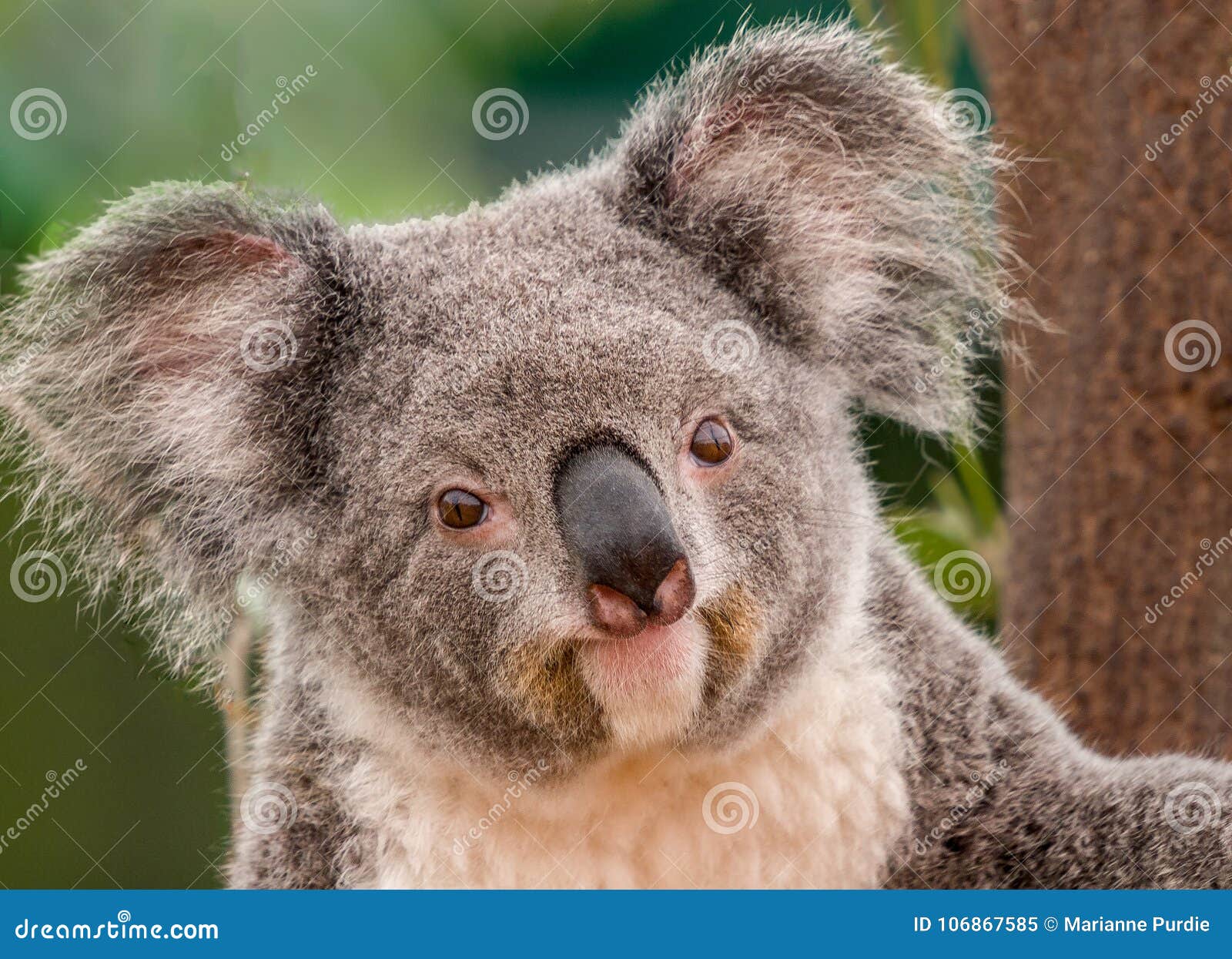 Koala Sitting in Front of Branch Stock Image - Image of queensland ...
