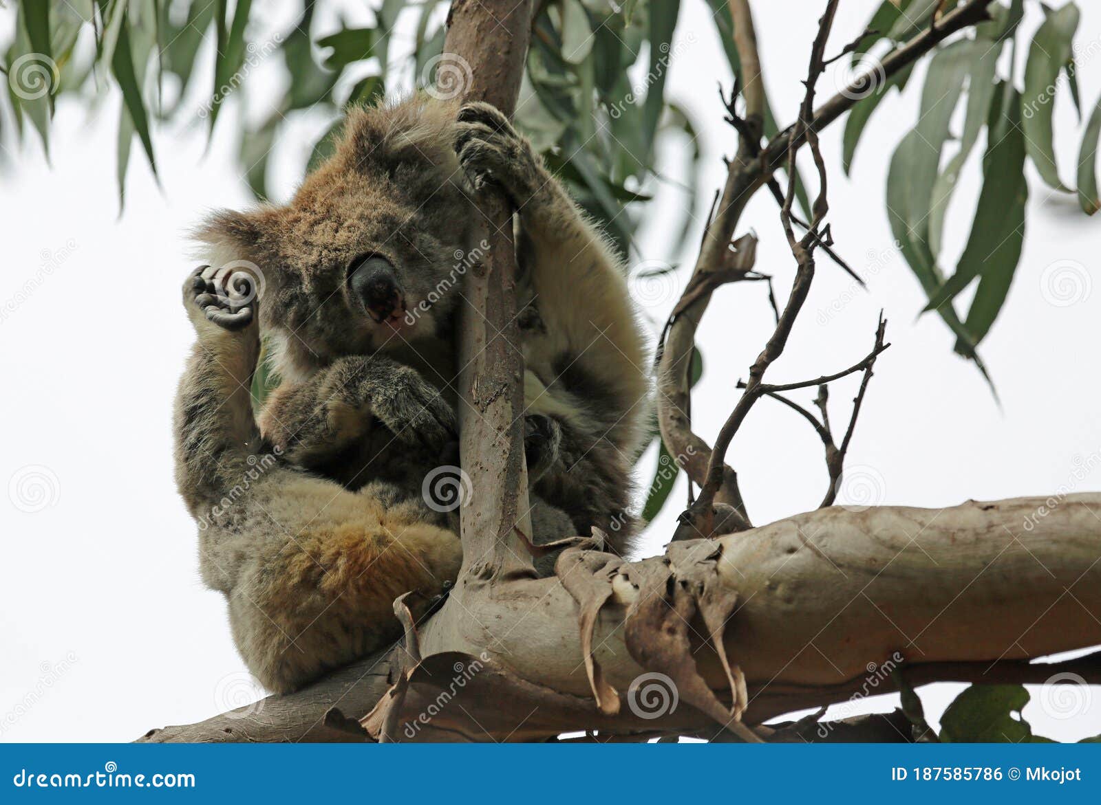 Koala scratching stock photo. Image of attraction, indigenous - 187585786