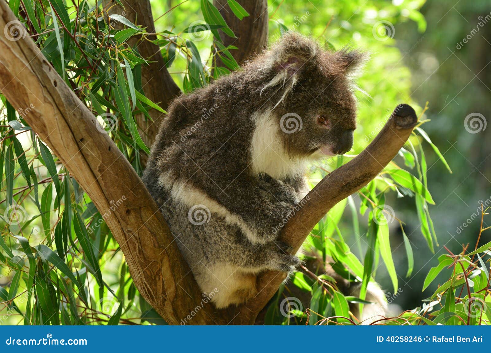 Koala Sit on an Eucalyptus Tree Stock Photo - Image of australia ...