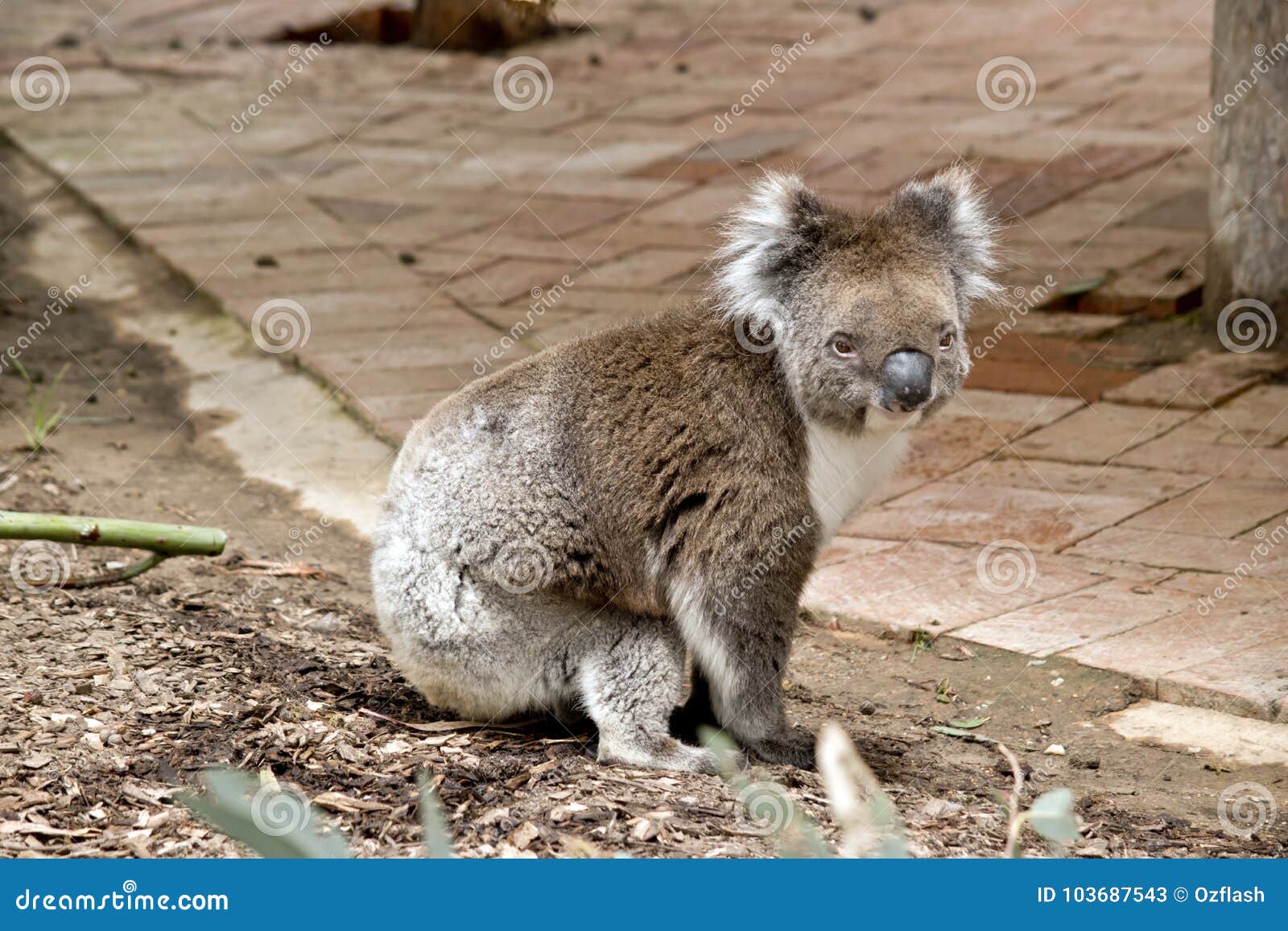 Koala relaxing sitting stock image. Image of nose, chest - 103687543