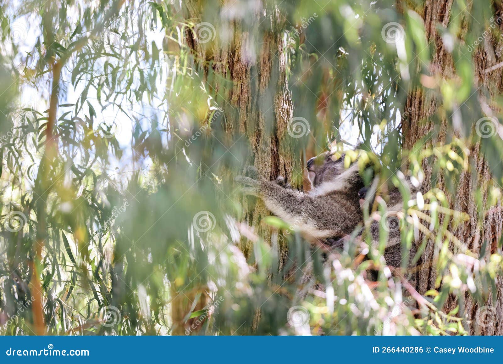 Koala Sitting in Gum Tree Partially Obscured by Eucalyptus Leaves Stock ...