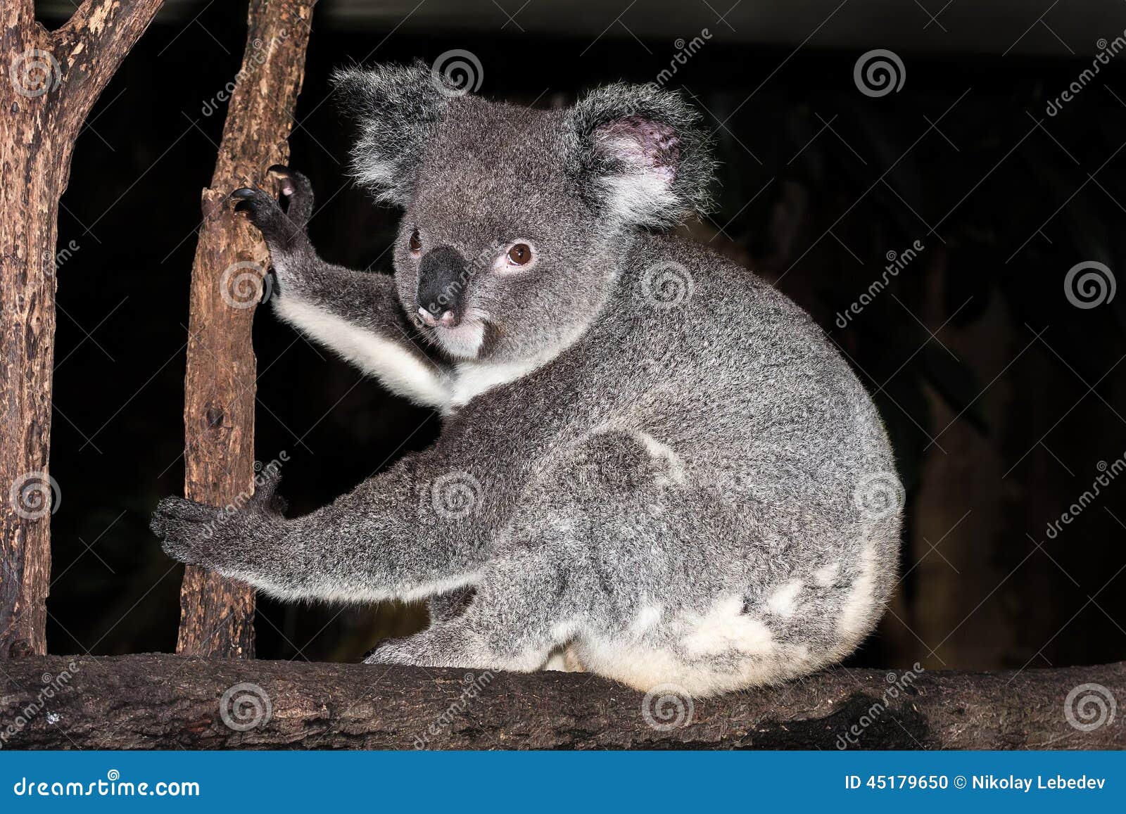 Koala Sitting on a Tree Branch Stock Photo - Image of kuranda ...