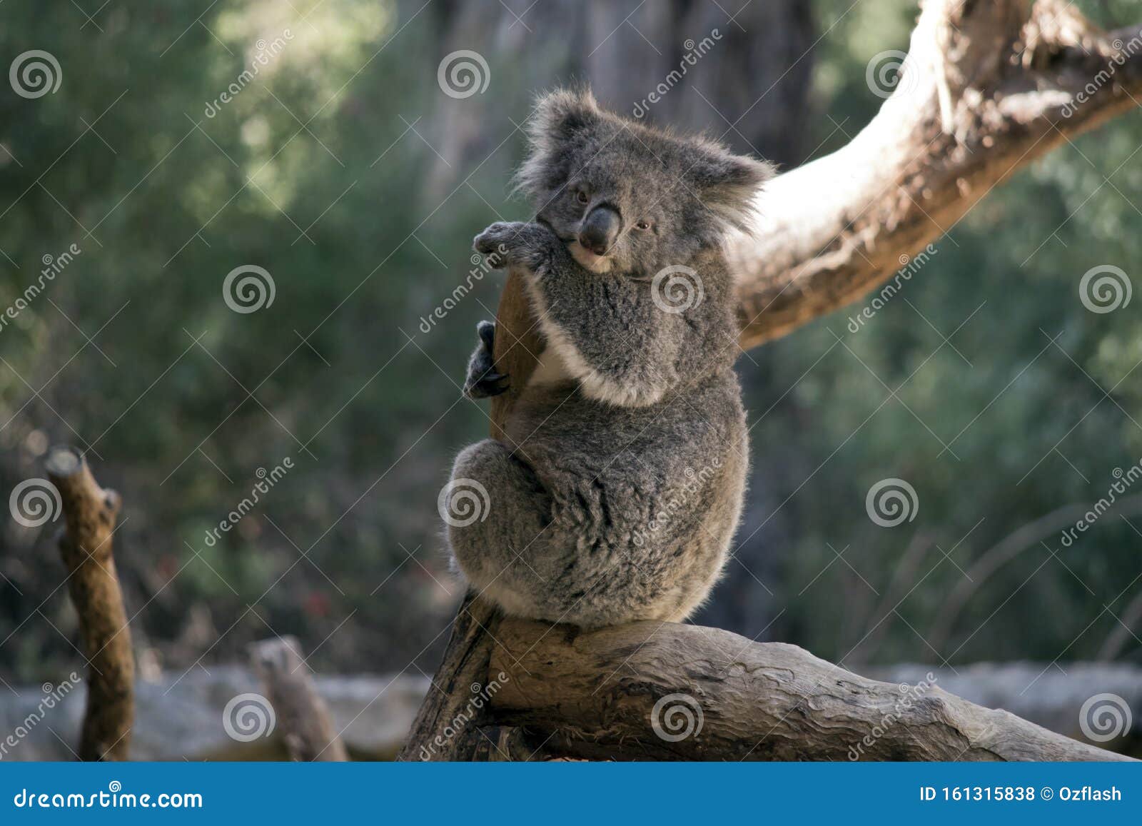 The Koala is Sitting on a Tree Branch Stock Photo - Image of nose ...