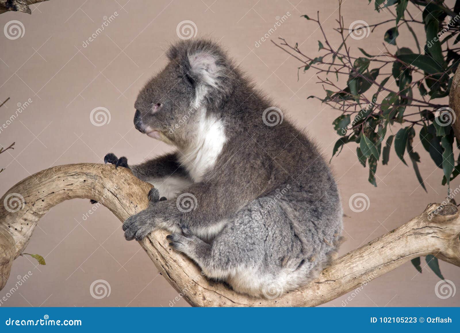 Koala stock image. Image of sharp, grey, brown, claws - 102105223