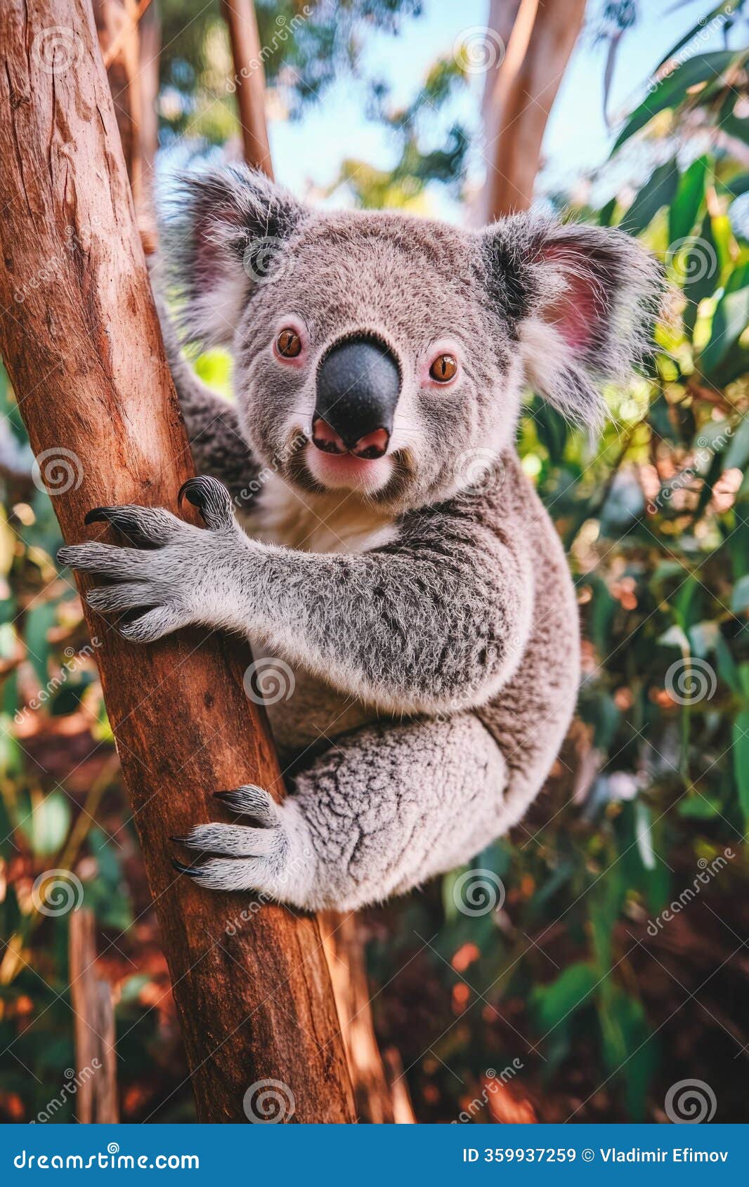 A Koala is Sitting on a Tree Branch and Looking at the Camera Stock ...