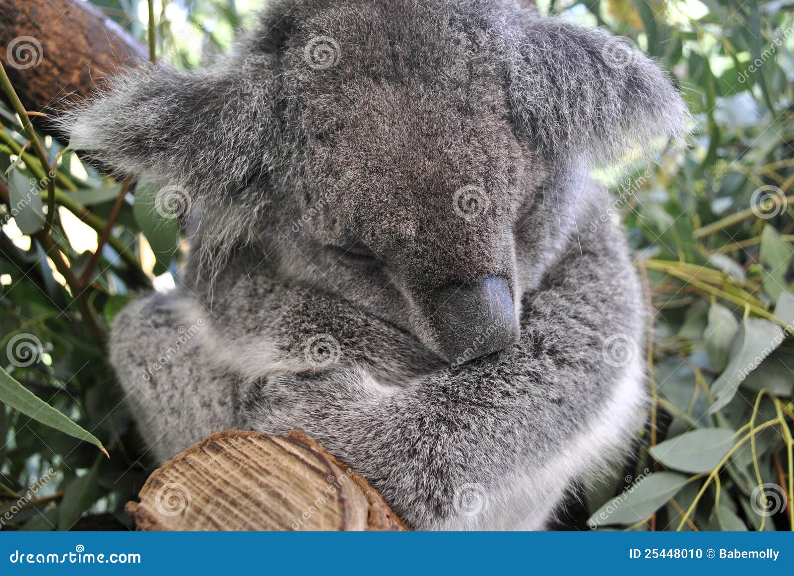 Koala is sleeping stock photo. Image of slep, wild, wood - 25448010