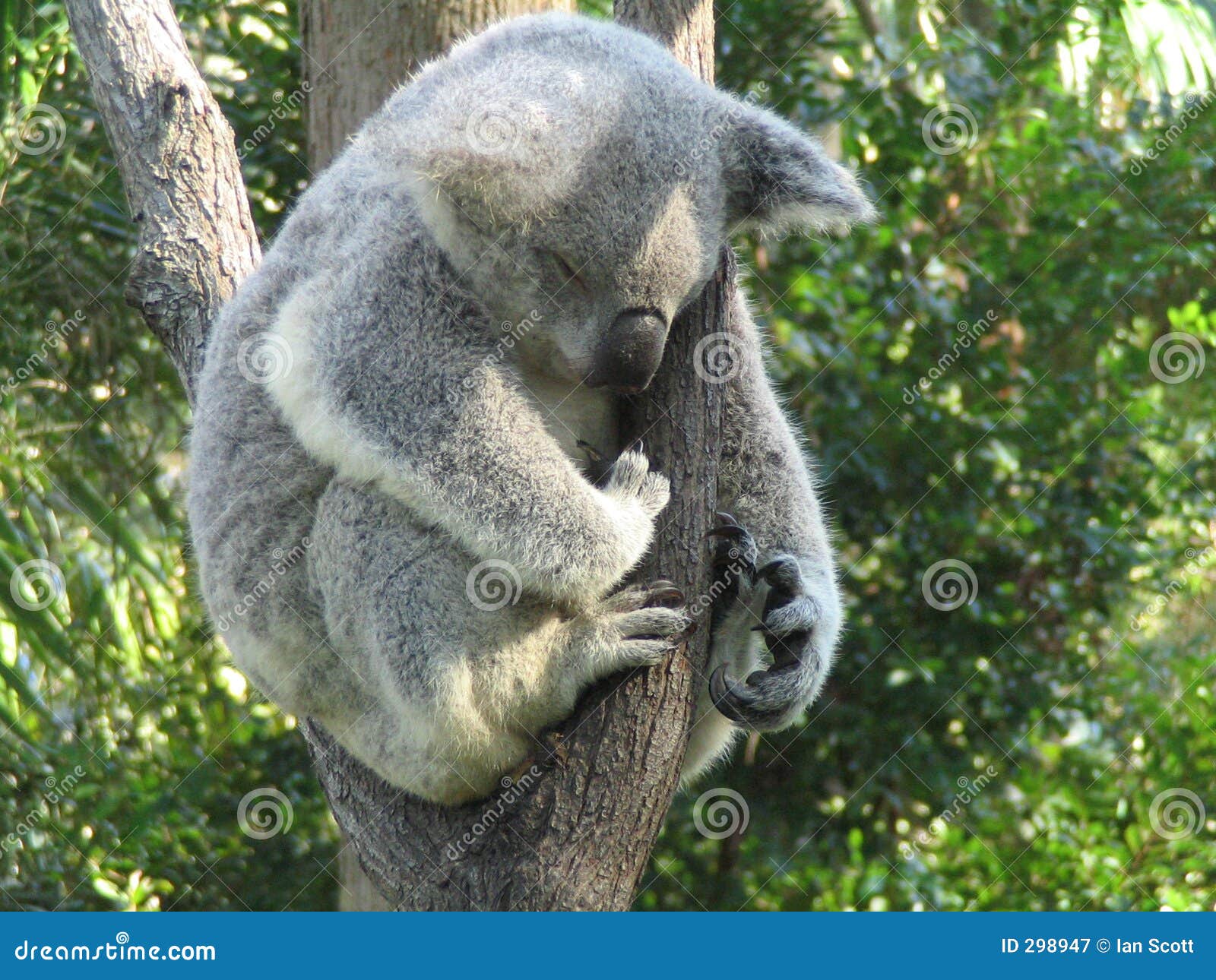 Koala Sleeping stock image. Image of sleepy, native, outback - 298947