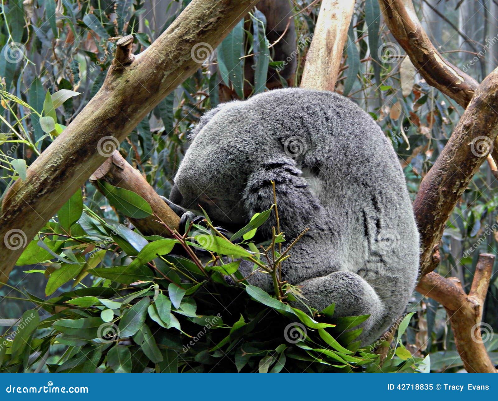 Koala Sleeping stock image. Image of koalas, forest, australia - 42718835