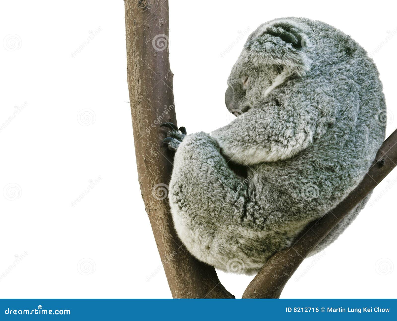 Koala Sleeping In Fetal Position Isolated On White Stock Photo - Image ...