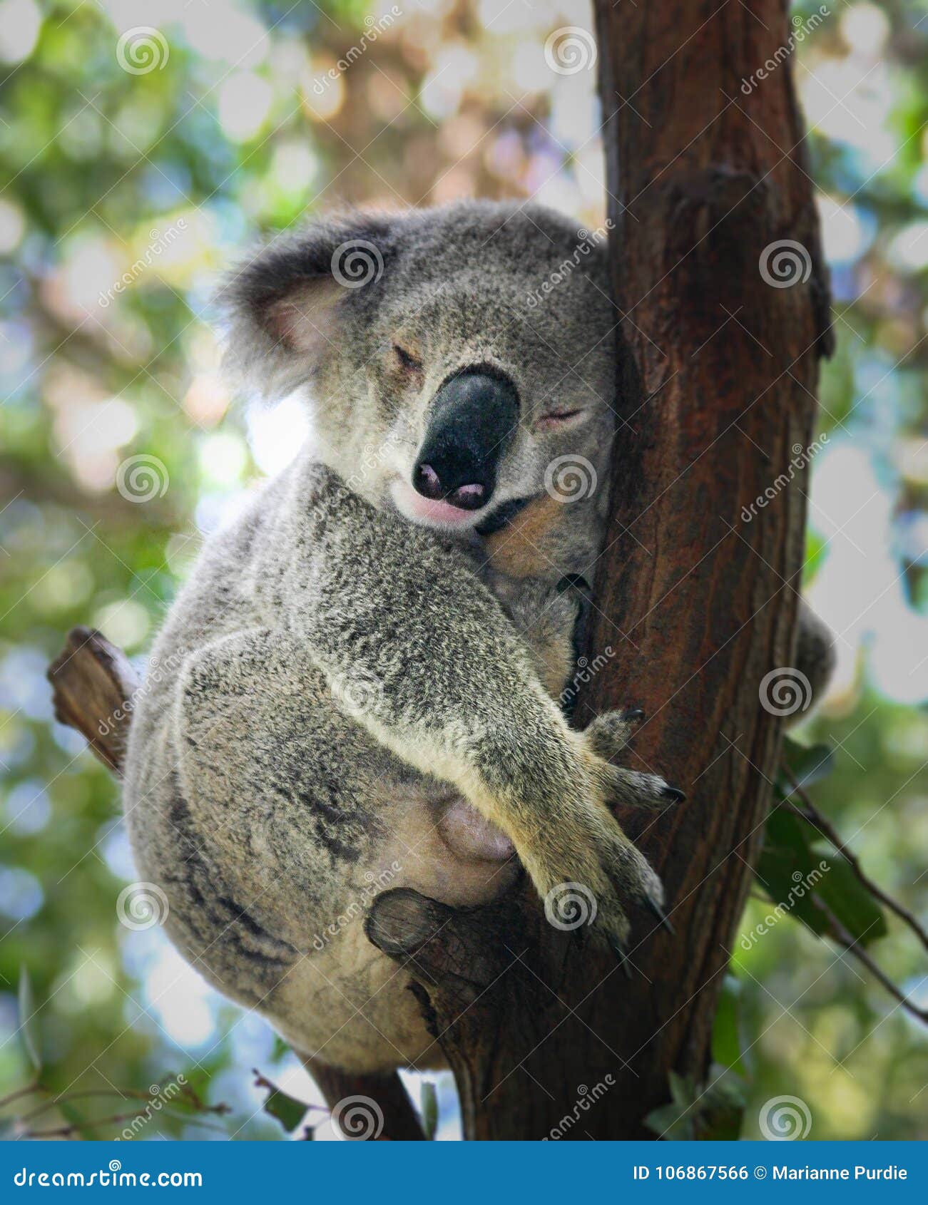 Koala Curled Up Asleep in Tree Stock Photo - Image of eucalyptus ...