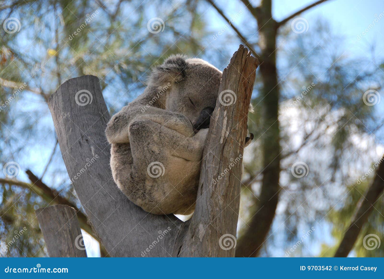 Koala Snoozing in the Sun stock photo. Image of gray, sleeping - 9703542
