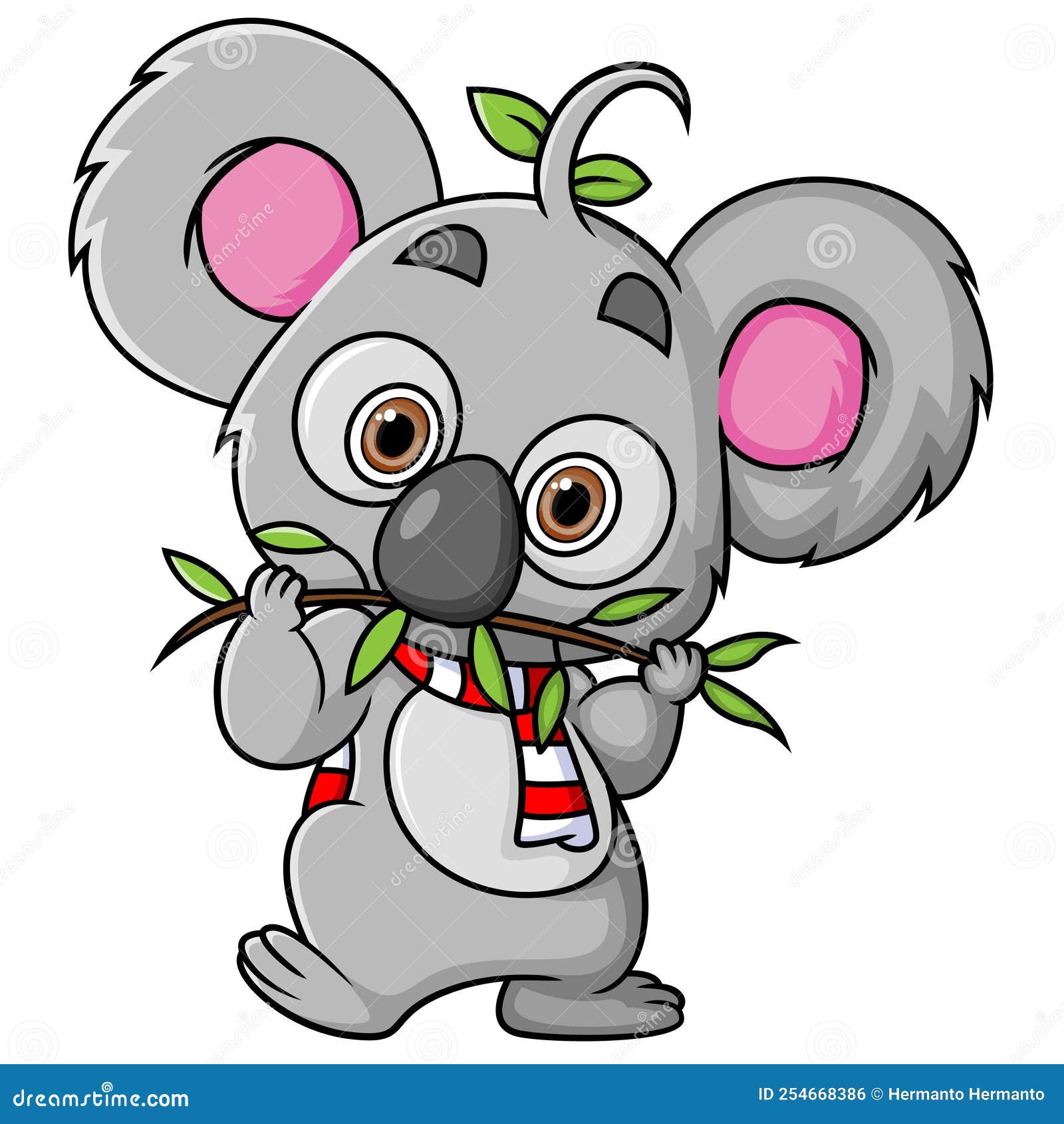 The Koala is Standing and Eating Twigs while Looking at Camera Stock ...