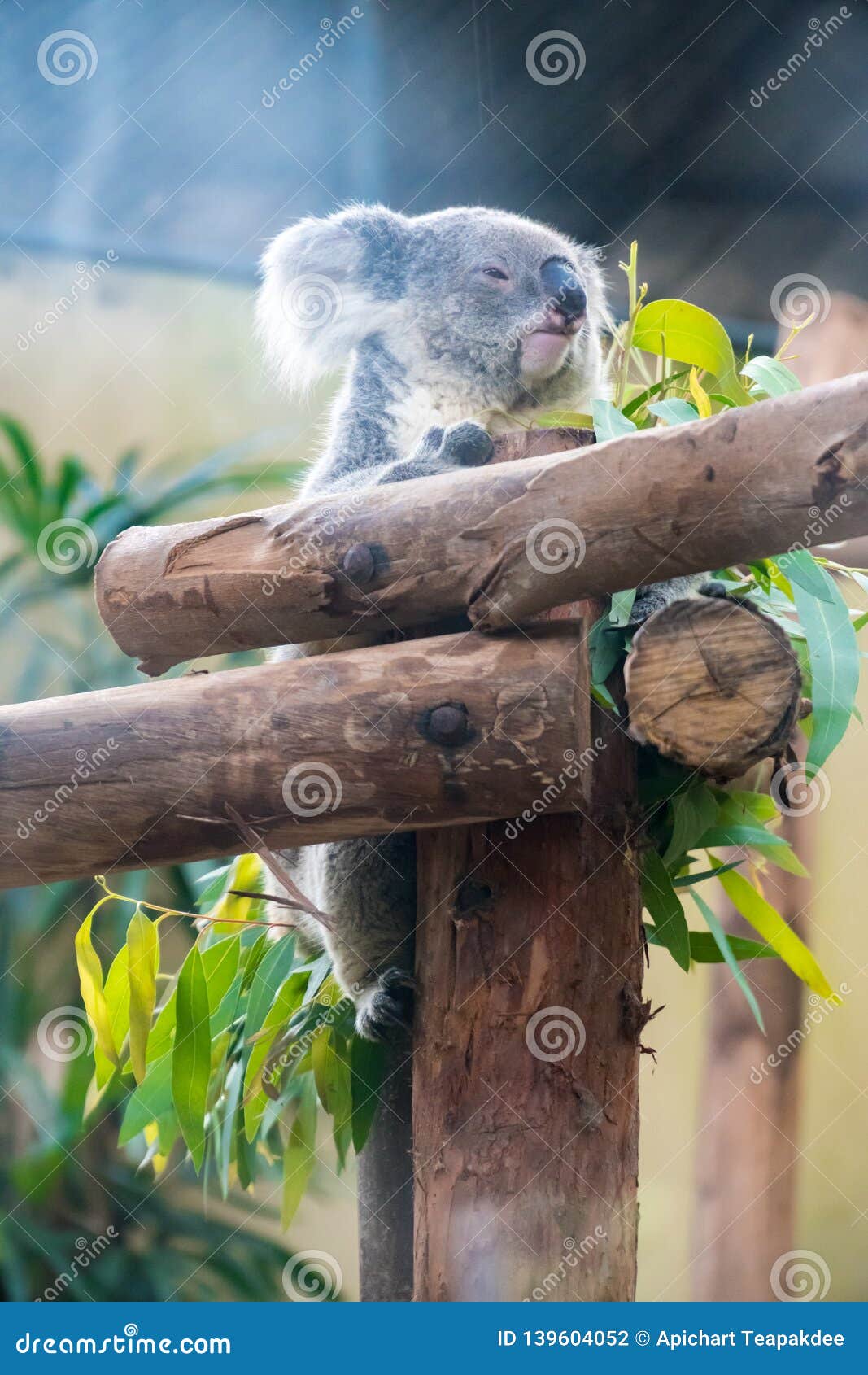 Koala sticks on the logs stock photo. Image of logs - 139604052