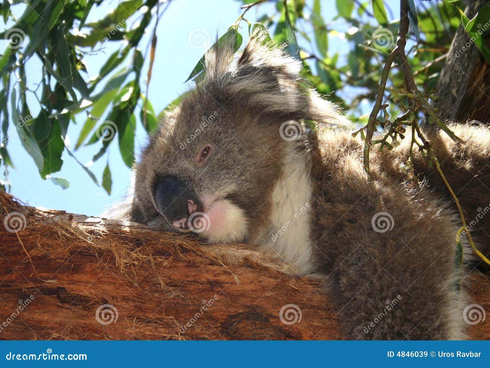 Koala takes a nap stock image. Image of awake, branch - 4846039