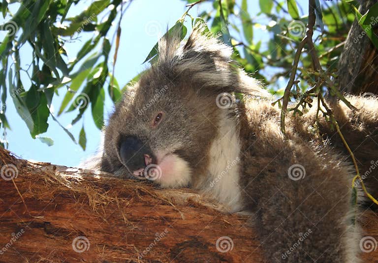 Koala takes a nap stock image. Image of awake, branch - 4846039