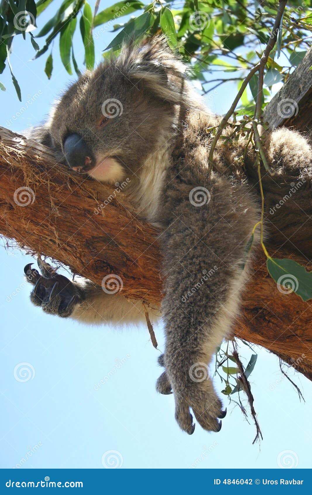 Koala takes a nap stock photo. Image of grey, camera, nature - 4846042