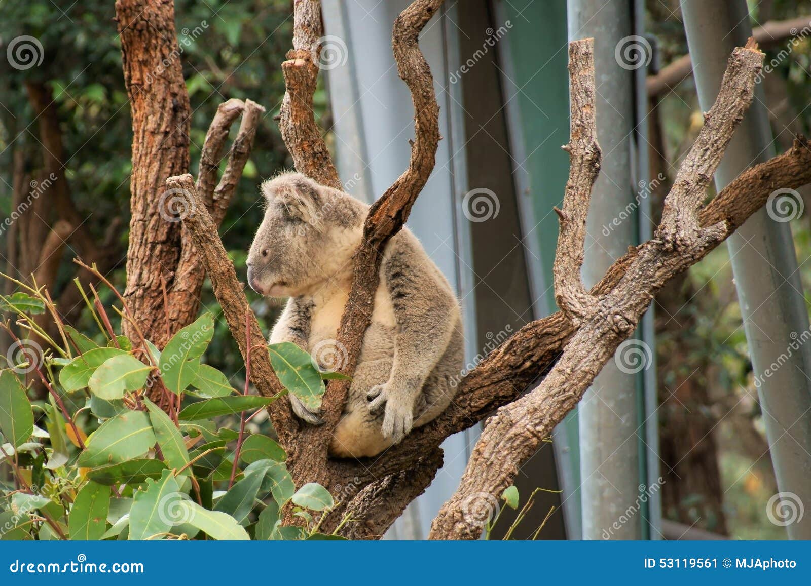 Koala at Taronga Zoo. stock image. Image of australia - 53119561