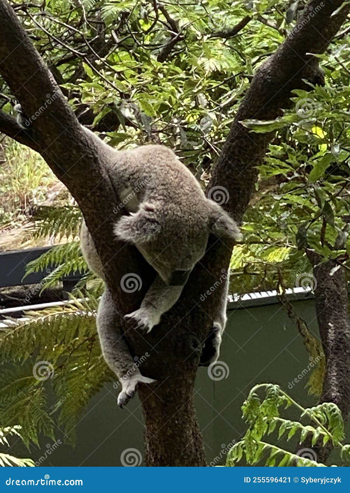 Koala Taronga Zoo Sydney 2022 Stockbild - Bild von grau, sydney: 255596421