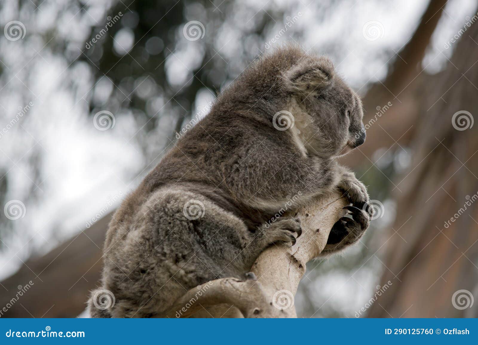 The Koala is at the Top of the Tree, the Koala is a Marsupial with a ...