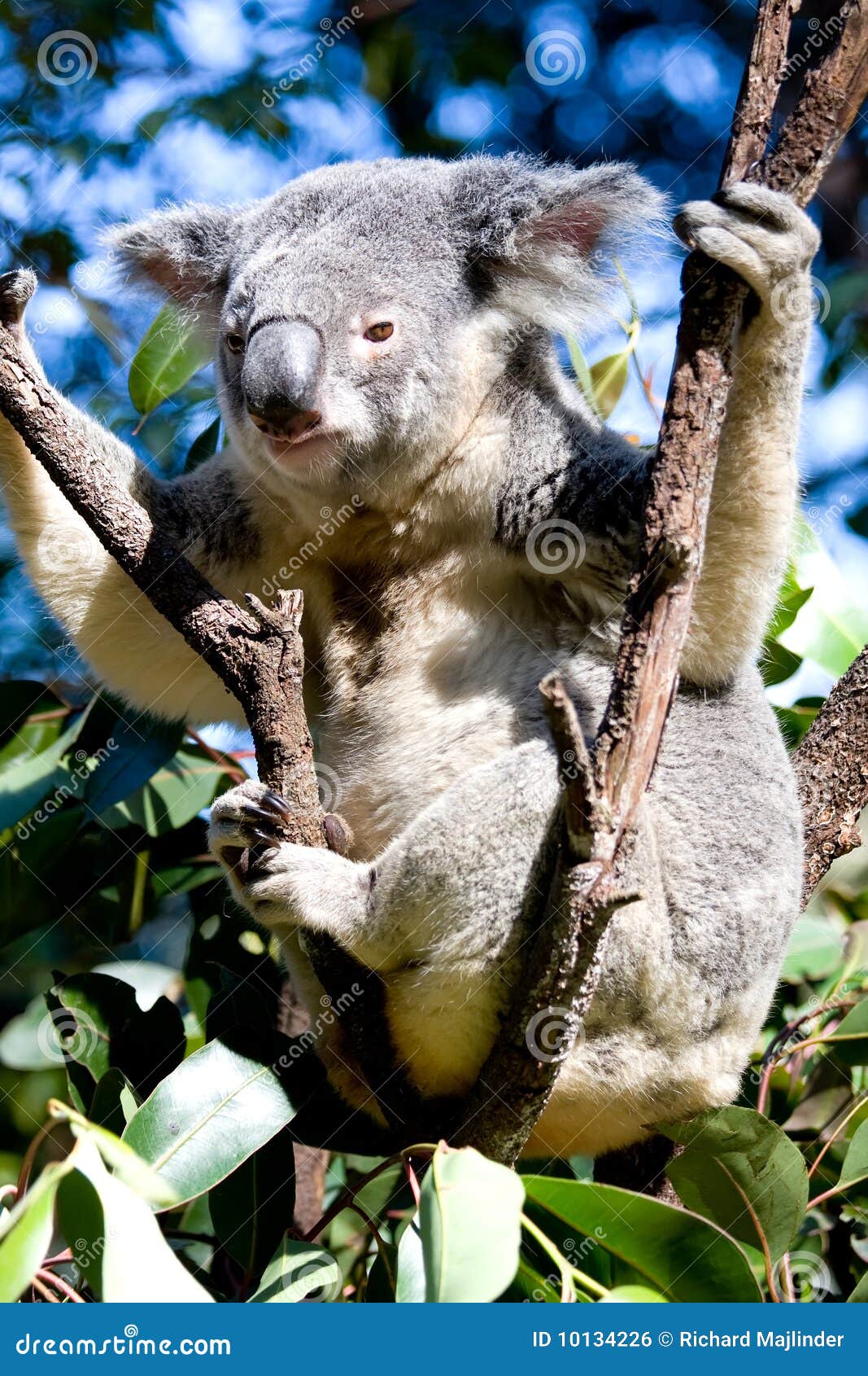 Koala in a tree stock photo. Image of nature, australian - 10134226