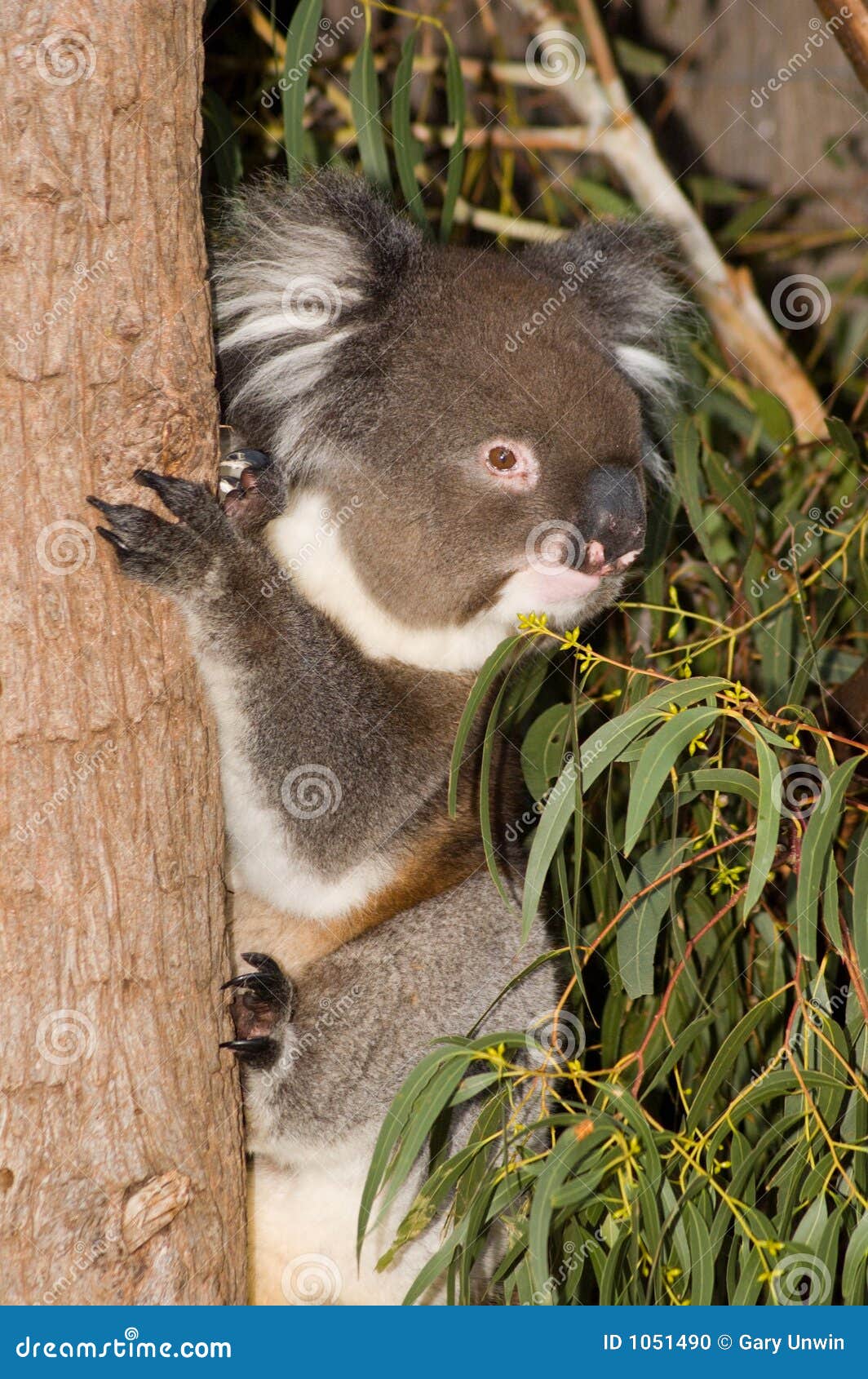 Koala on Tree stock photo. Image of perched, mammal, bear - 1051490