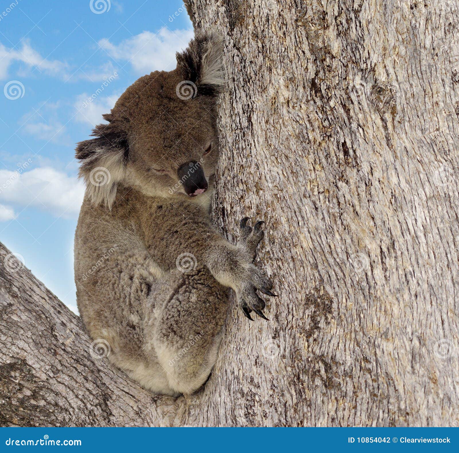 Koala in tree stock photo. Image of nature, australian - 10854042