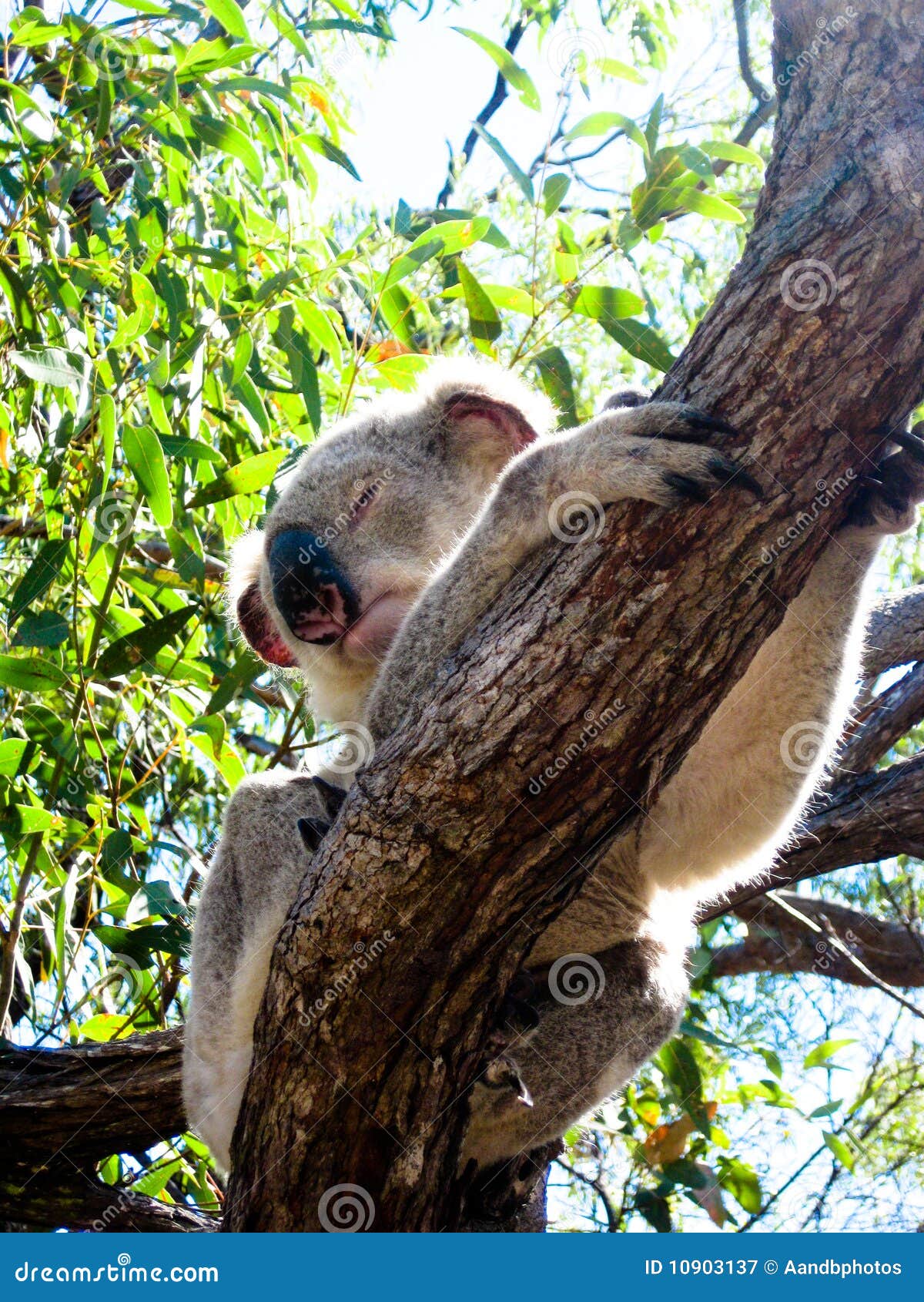 Koala in a Tree stock image. Image of claw, gray, endangered - 10903137