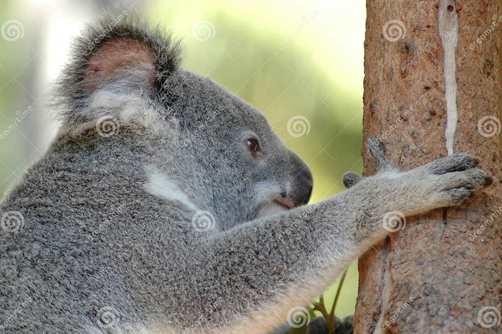Koala in Tree stock image. Image of grasp, australia, wildlife - 282191
