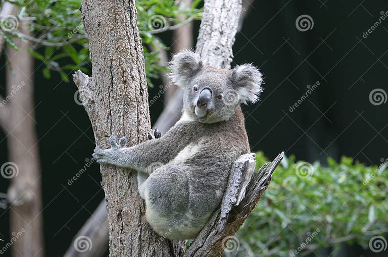 Koala in Tree stock photo. Image of koala, marsupial, eucalyptus - 369550
