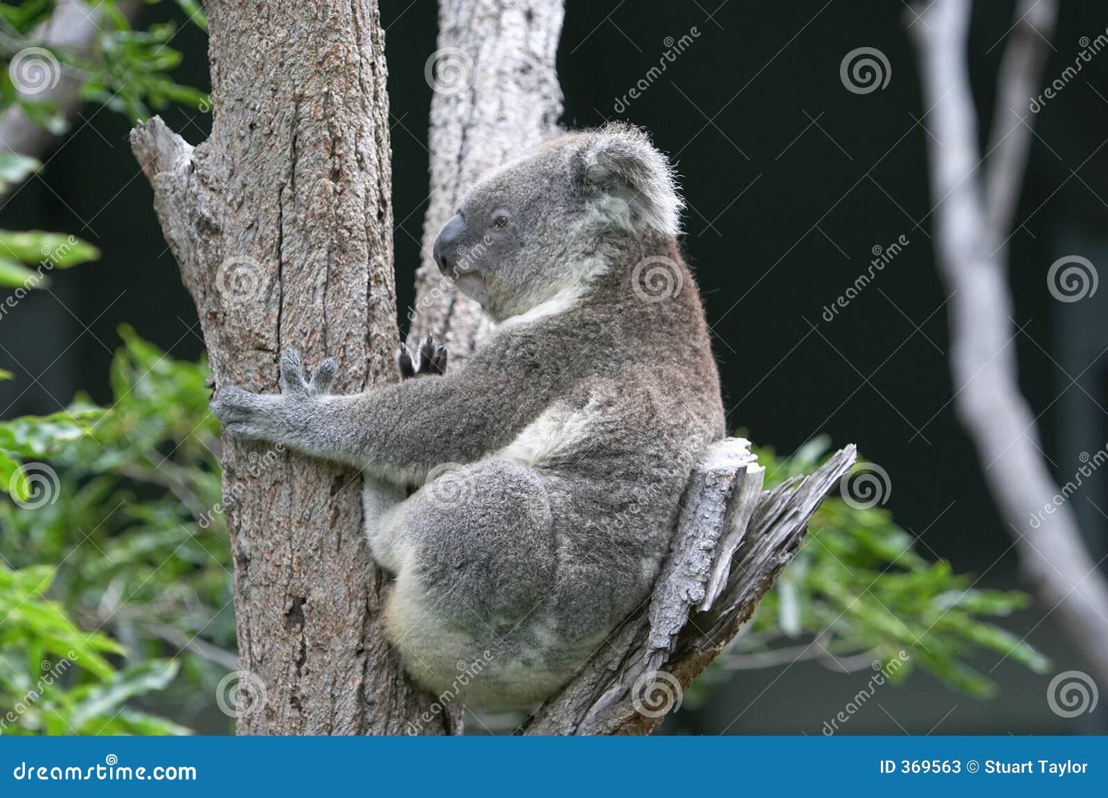 Koala In Tree Picture. Image: 369563