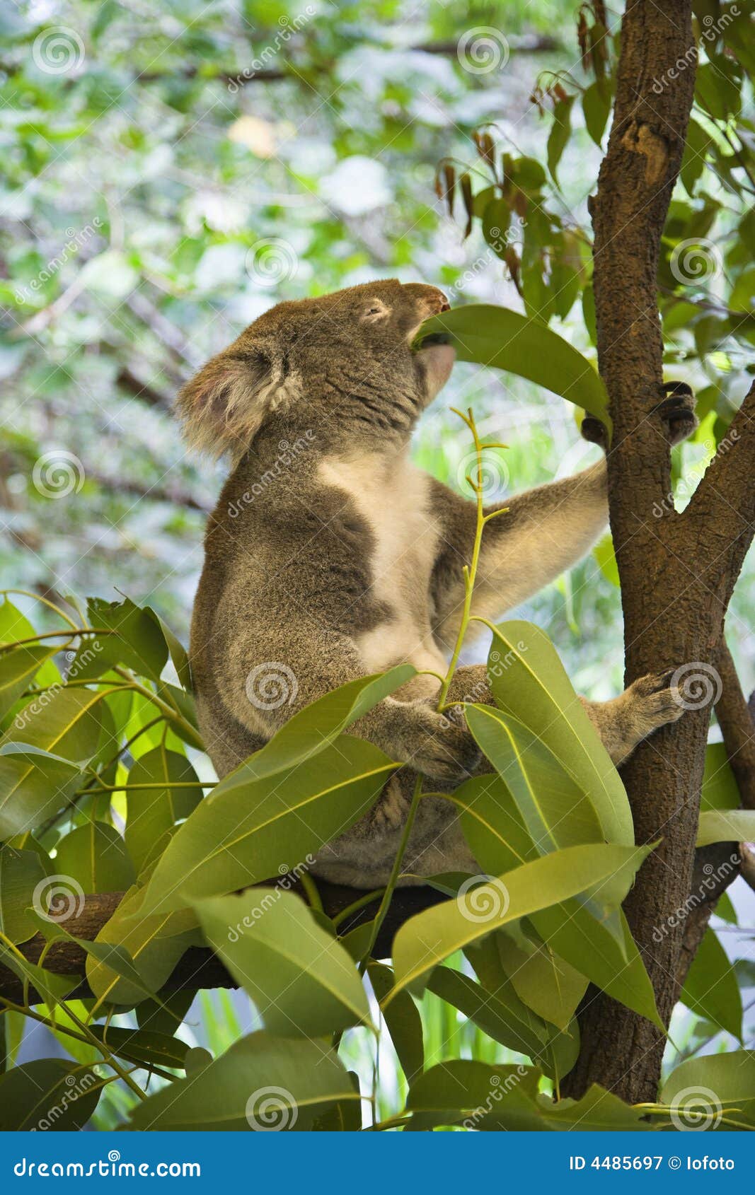 Koala in tree. stock image. Image of rainforest, vegetation - 4485697