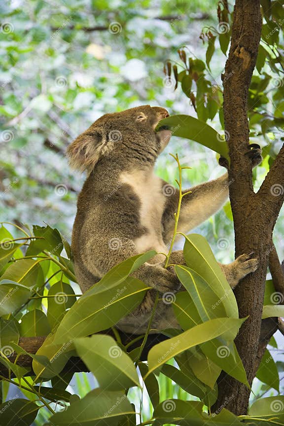 Koala in tree. stock image. Image of rainforest, vegetation - 4485697