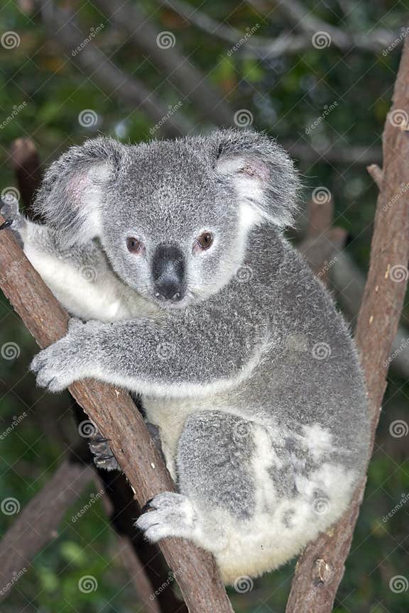 Koala in Tree stock photo. Image of indigenous, fauna, nose - 473324