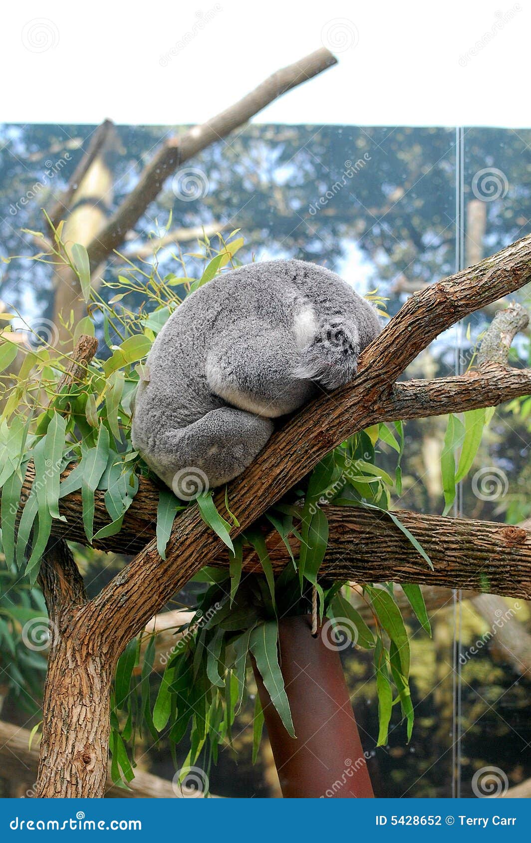 Koala on tree stock photo. Image of outdoors, australian - 5428652