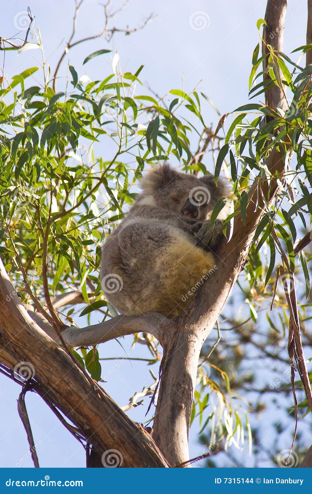 Koala in a tree stock photo. Image of branches, bear, marsupial - 7315144