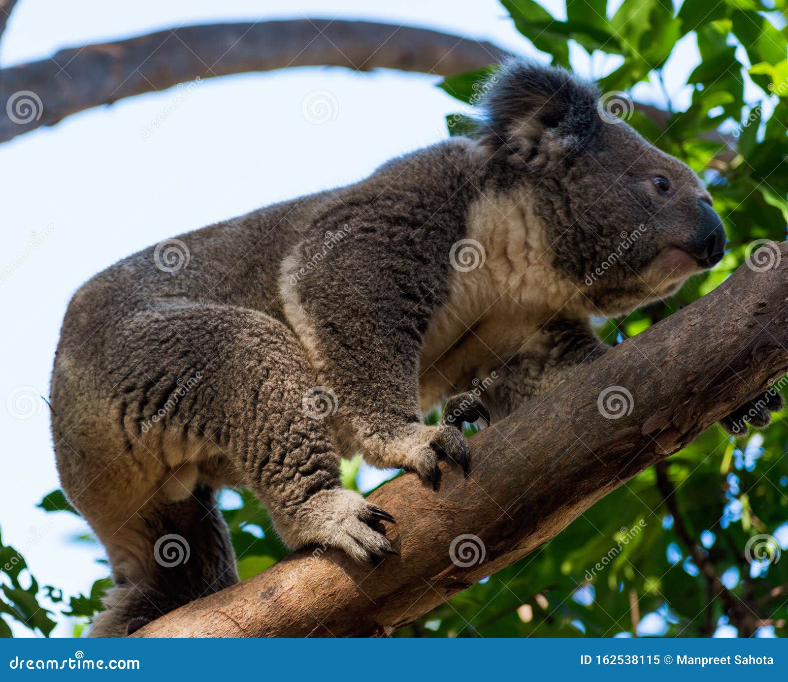 Taronga Zoo Koala Royalty-Free Stock Image | CartoonDealer.com #36247696
