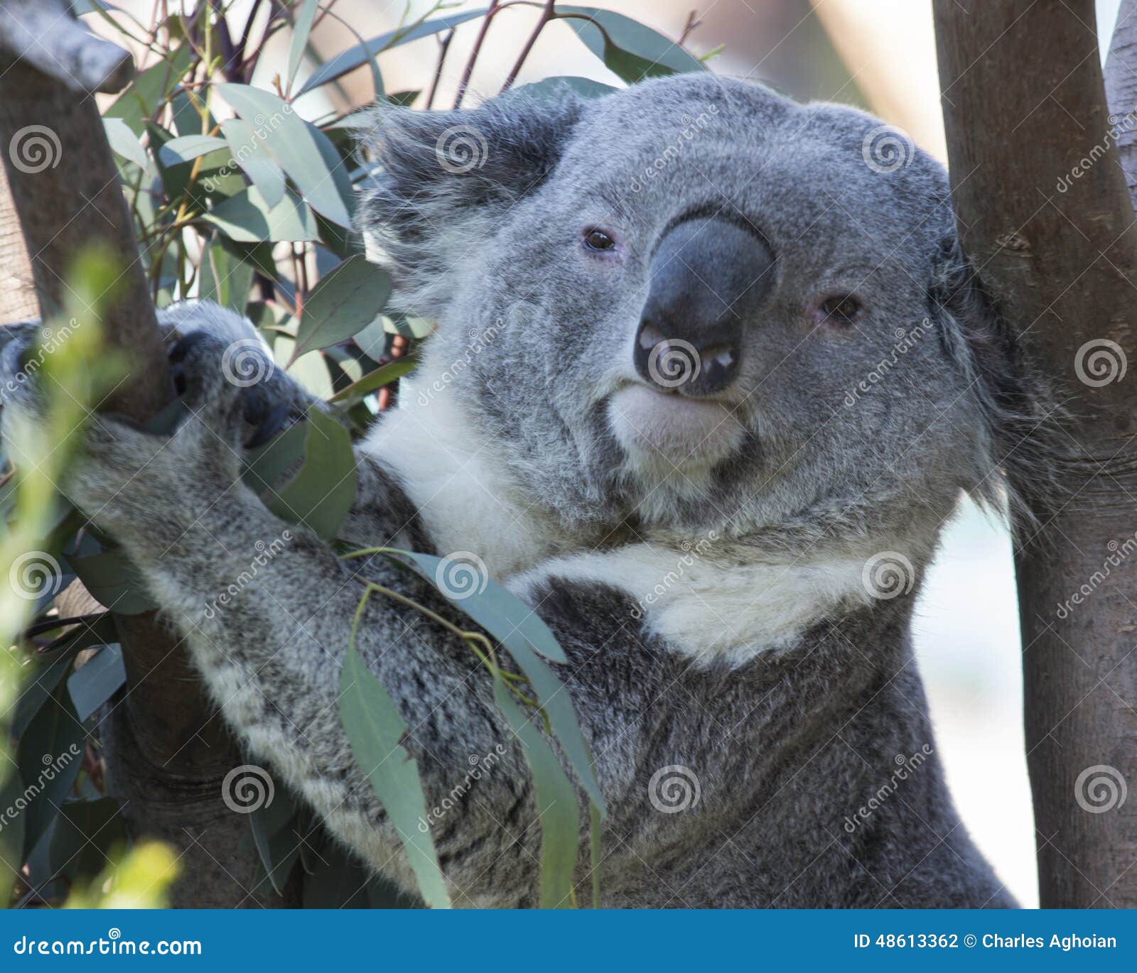 Koala in Tree stock photo. Image of marsupial, joey, koala - 48613362