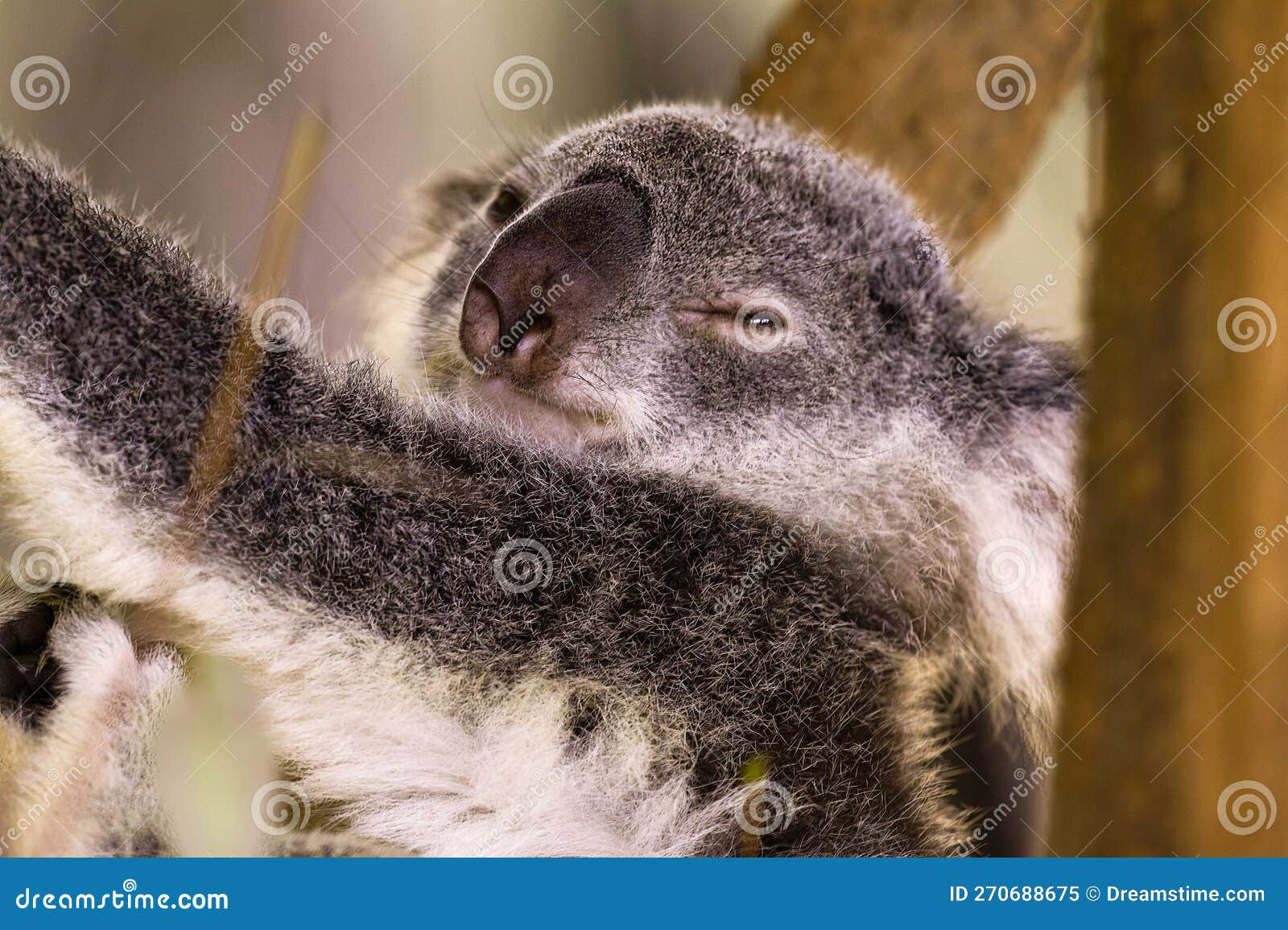 Koala in tree branch stock image. Image of phascolarctos - 270688675