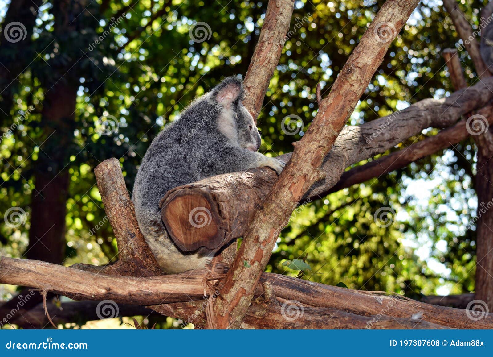 Koala on a Tree Branch Eucalyptus Stock Photo - Image of ears, cute ...